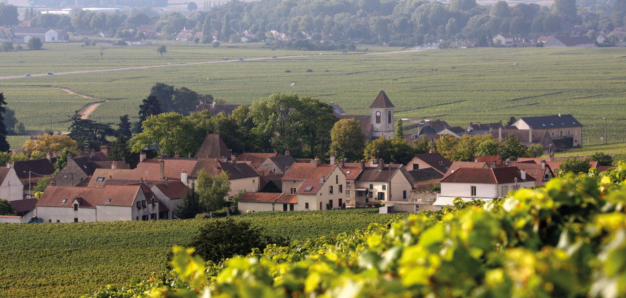 Morey-Saint-Denis, a vineyard in motion - Bourgogne Aujourd'hui